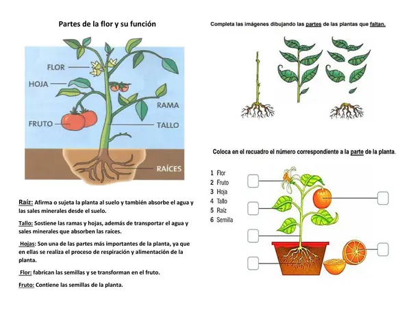 Partes de la planta , sus funciones y necesidades 1° básico | profe.social