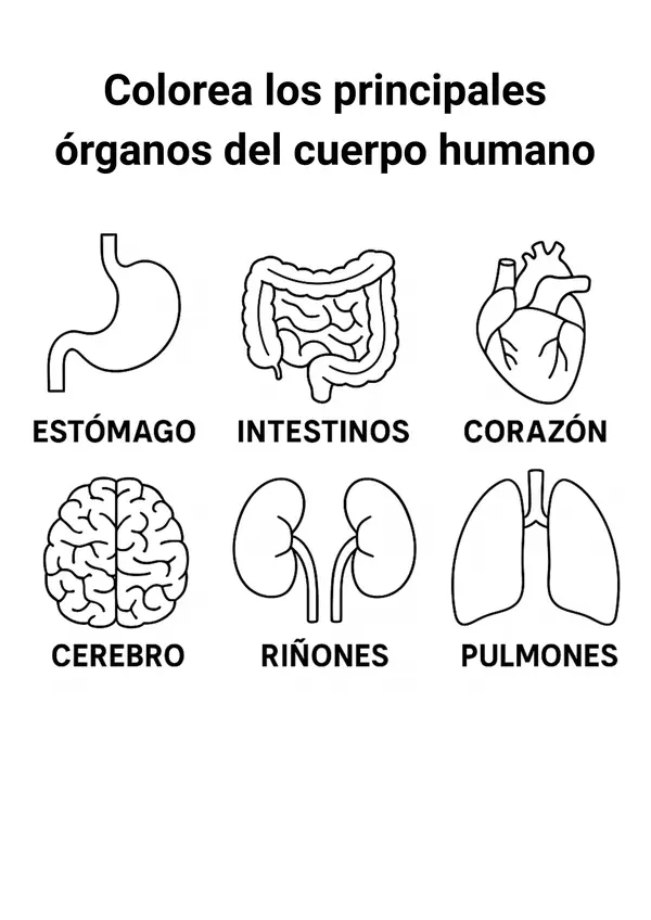 Colorea los órganos del cuerpo humano | profe.social