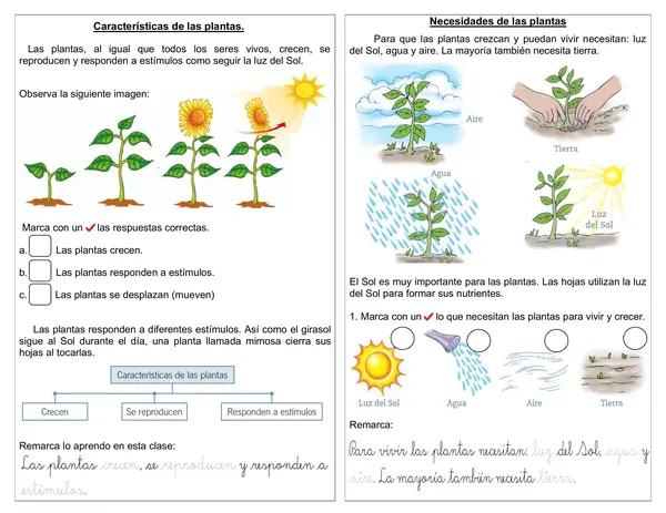 Guía de ciencias 1° año "Características y necesidades de las plantas ...