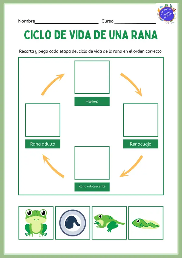 Ciclo de vida rana | profe.social