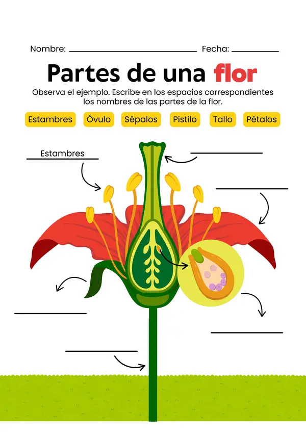Guía Partes de una flor | profe.social