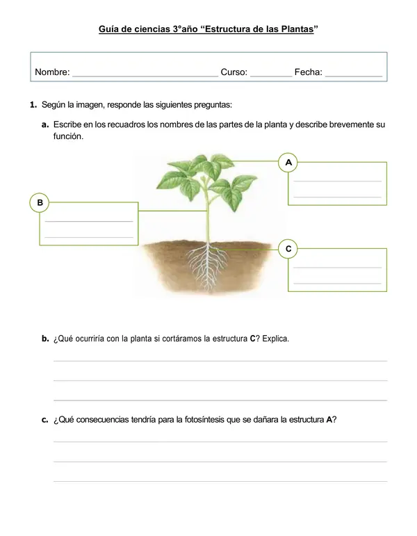 Guía de ciencias 3°año "Estructura de las plantas" | profe.social