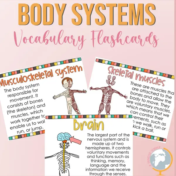 Body Systems Vocabulary Flashcards | profe.social