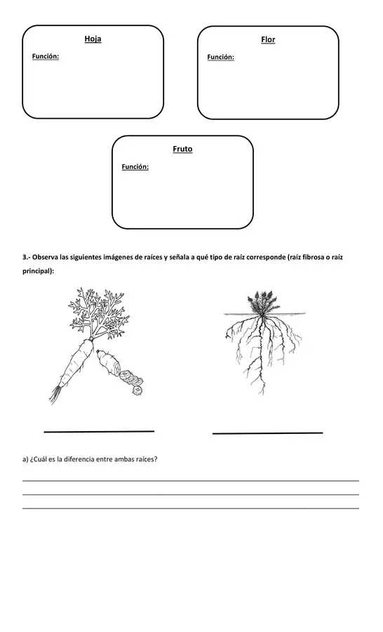 Guía características y necesidades de las plantas. | profe.social