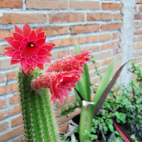 Rodolfo Javier Lepe osorio | profe.social