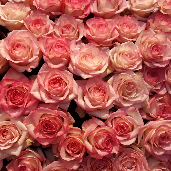 Karla | profe.social