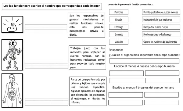 FICHA DE CLASIFICACION DEL CUERPO HUMANO | profe.social