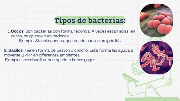 Bacterias, virus y hongos (microorganismos) | profe.social