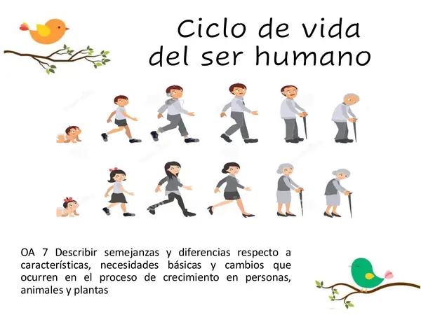 Ciclo de vida de los seres humanos | profe.social