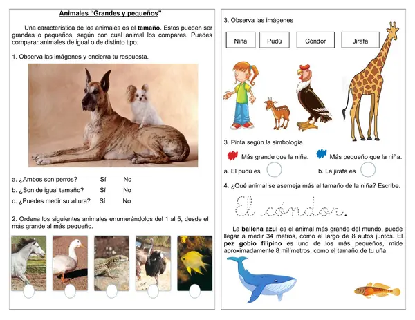 Guía de ciencias 1°año "Animales grandes y pequeños" | profe.social