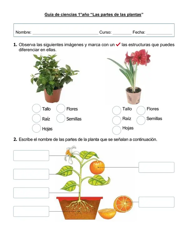Guía de ciencias 1° año "Partes de las plantas" | profe.social