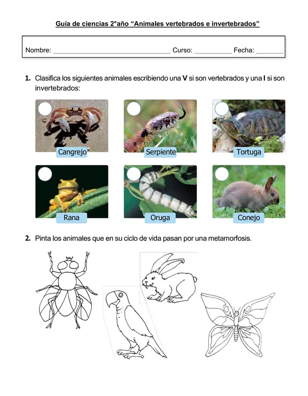Guía de ciencias 2°año "Animales vertebrados e invertebrados" | profe ...