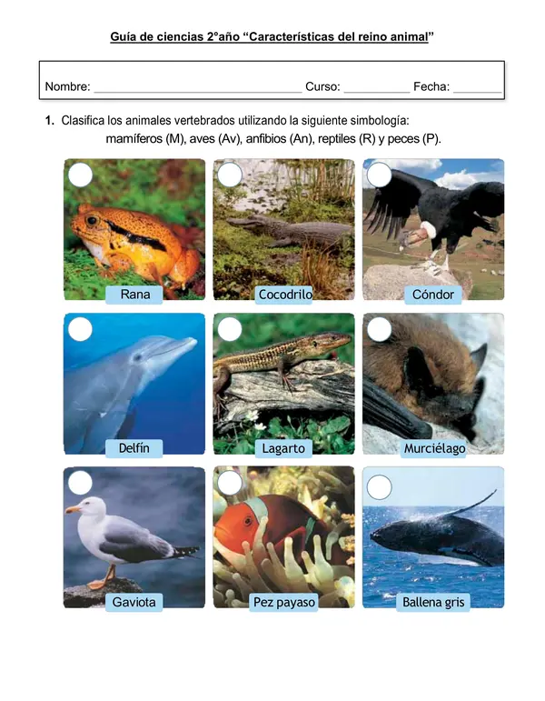 Guía de ciencias 2°año "Características de los animales" | profe.social