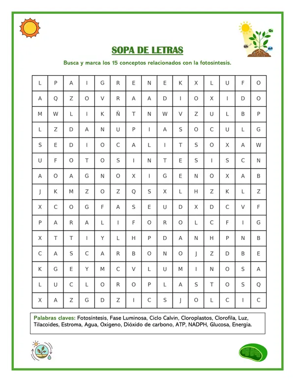 fotosintesis etapa 1 y 2. Juego de sopa de letras. | profe.social