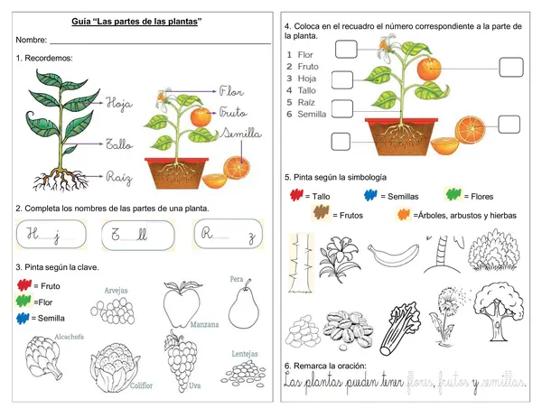 Guía de ciencias actividades 1° básico "Partes de una planta" | profe ...