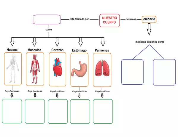 Ciencias - Mapa conceptual nuestro cuerpo humano - 2° básico | profe.social