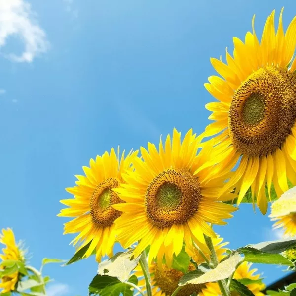 sandra Quiñonez | profe.social