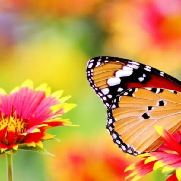 Camila Barriga | profe.social