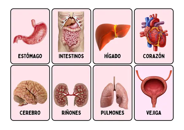 Tarjetas órganos del cuerpo humano | profe.social