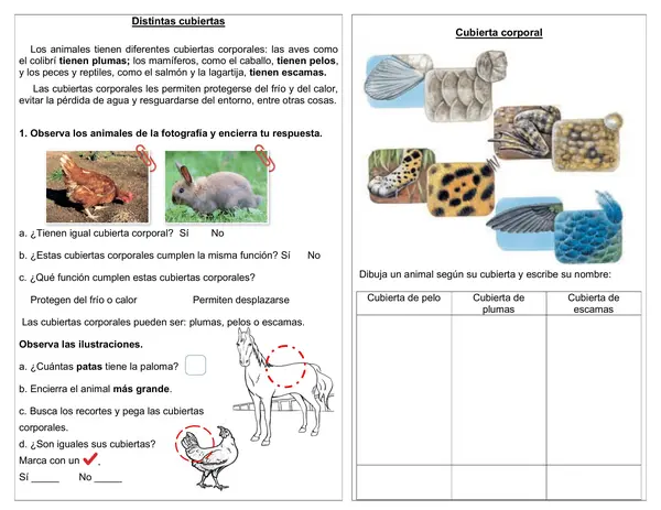 Guía de ciencias 1°año "Distintas cubiertas" | profe.social
