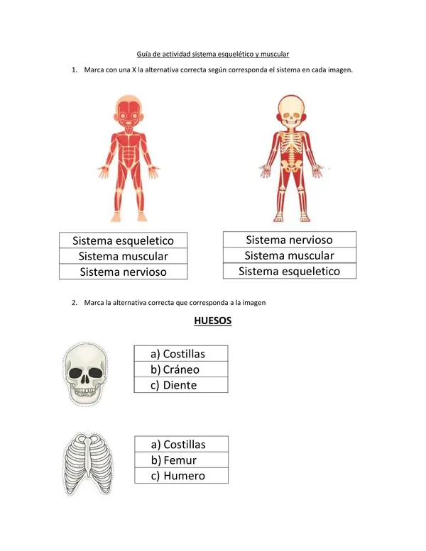 Sistema esquelético y muscular | profe.social