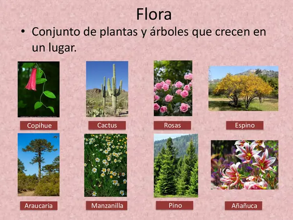 Elementos naturales del paisaje 1° básico | profe.social