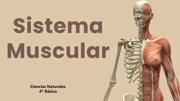 PPT - Sistema muscular | profe.social