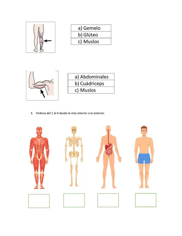 Sistema esquelético y muscular | profe.social